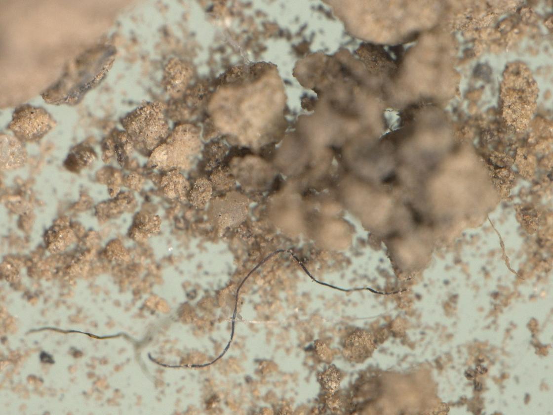 Microscopic investigation of soil in forensics | ZEISS