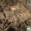 Microscopic investigation of soil in forensics | ZEISS