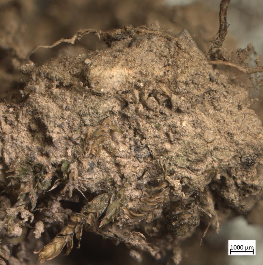 Microscopic investigation of soil in forensics | ZEISS
