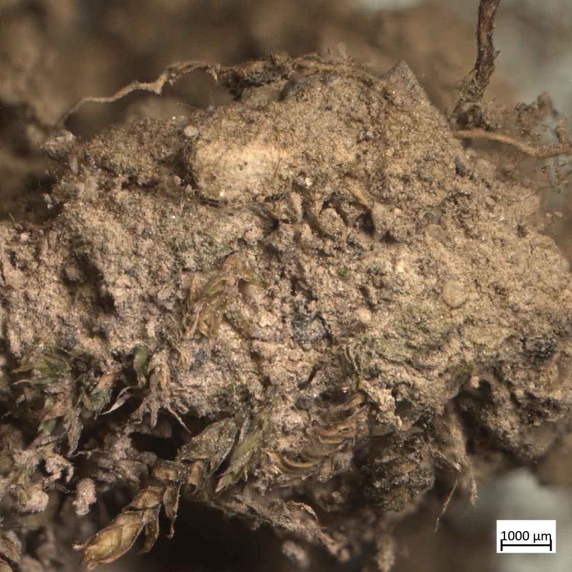 Microscopic investigation of soil in forensics | ZEISS