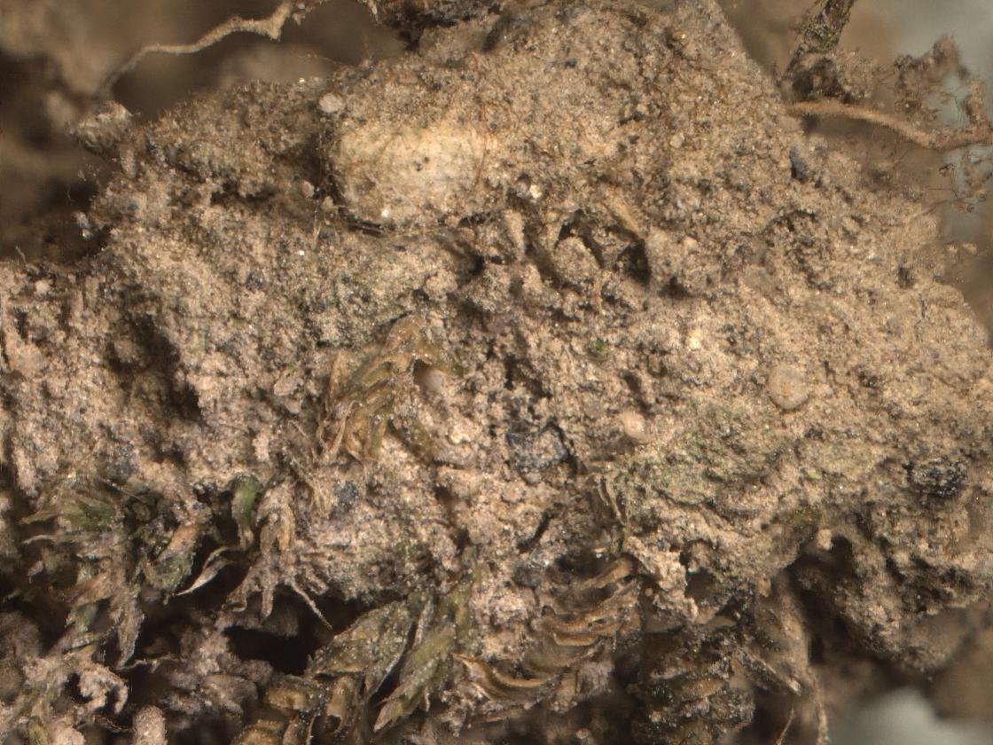 Microscopic investigation of soil in forensics | ZEISS