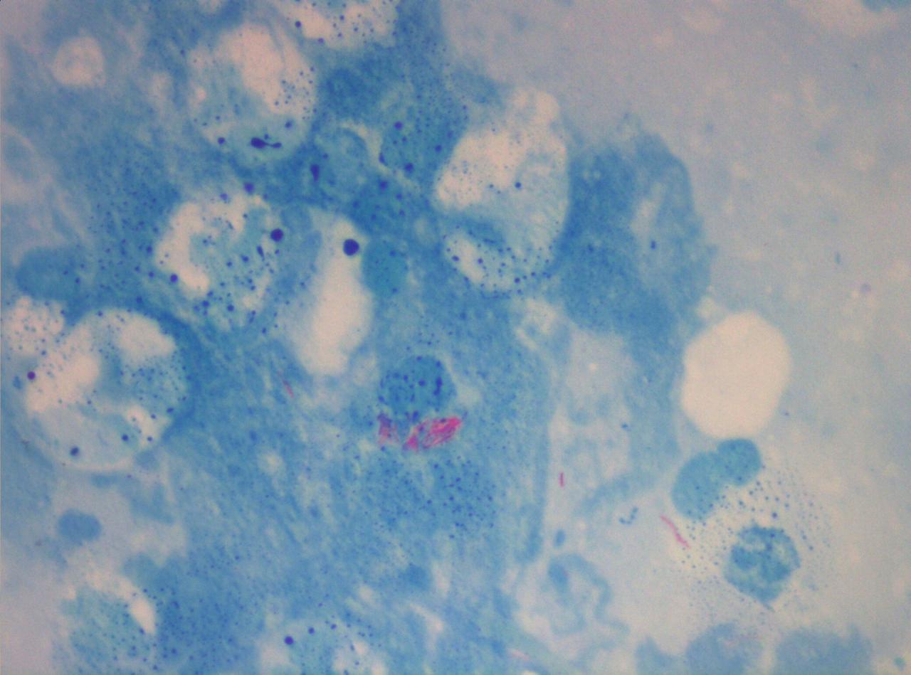 Clinical Microscopes from ZEISS - Your certified microscopes for your ...