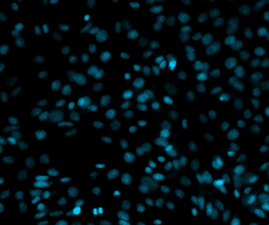 Clinical Microscopes from ZEISS - Your certified microscopes for your ...