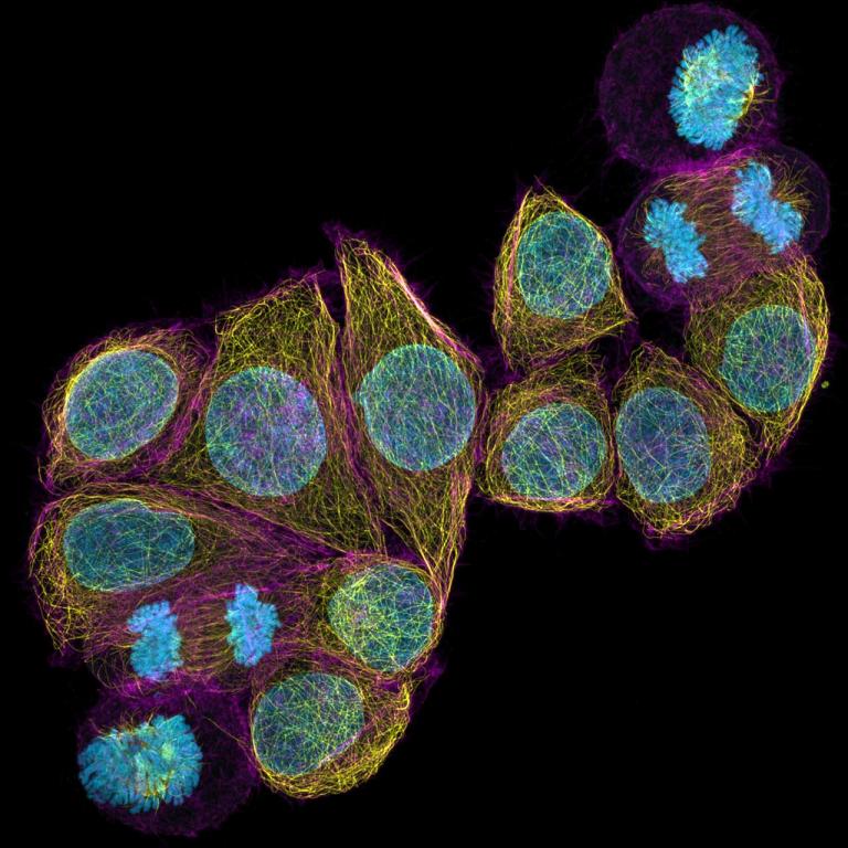 3D Fluorescence Cell Imaging with Different Technologies.