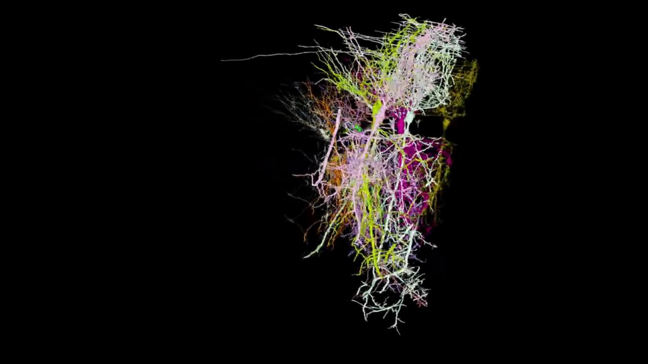 From Image to Results | Neuron Tracing