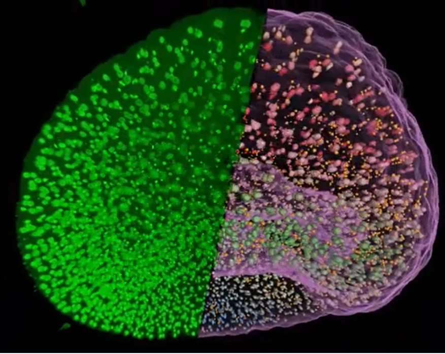 Cell Phenotype Image Analysis for Cancer Research and Cell Biology