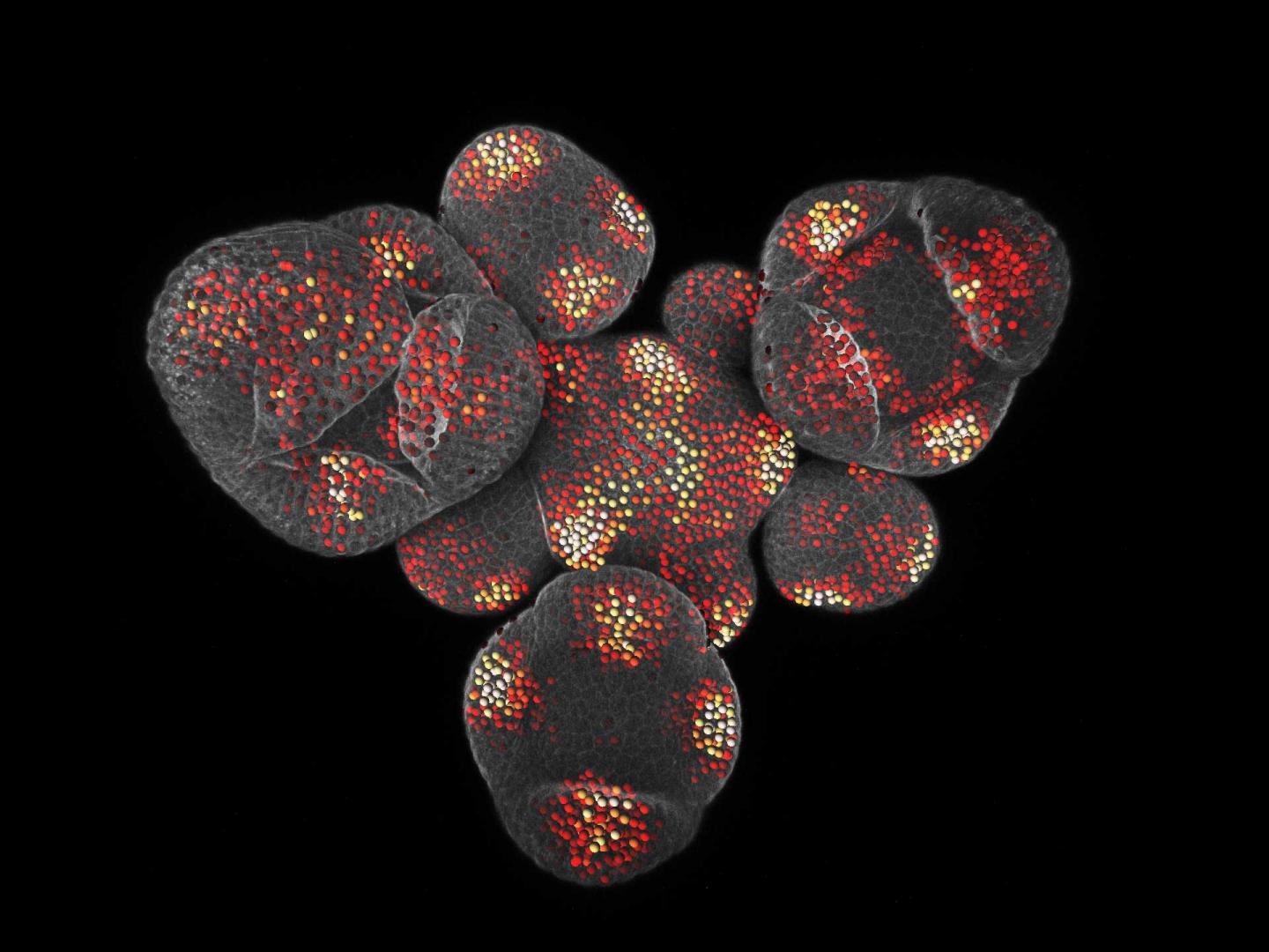 Imaging Large Model Organisms: Fixed or Living