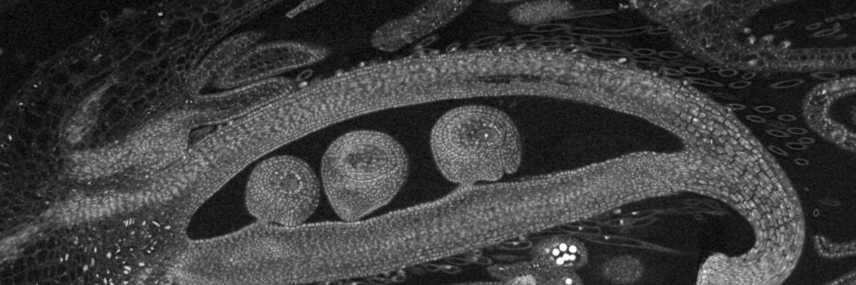 ZEISS Microscopy for Plant Science Research