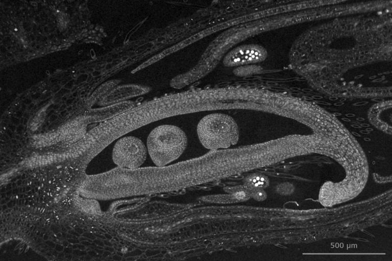 Non-destructive X-ray Imaging of Life Science Specimens