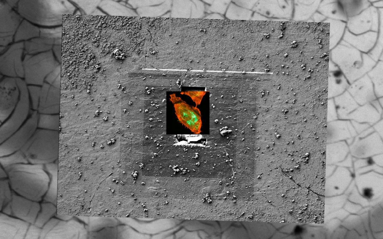 Cryo Fib Sem Application Examples