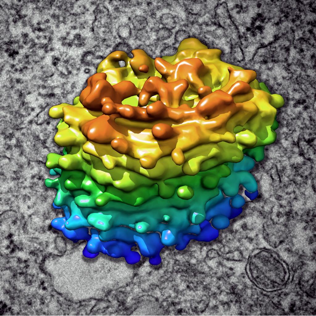 Electron Microscopy in Sciences