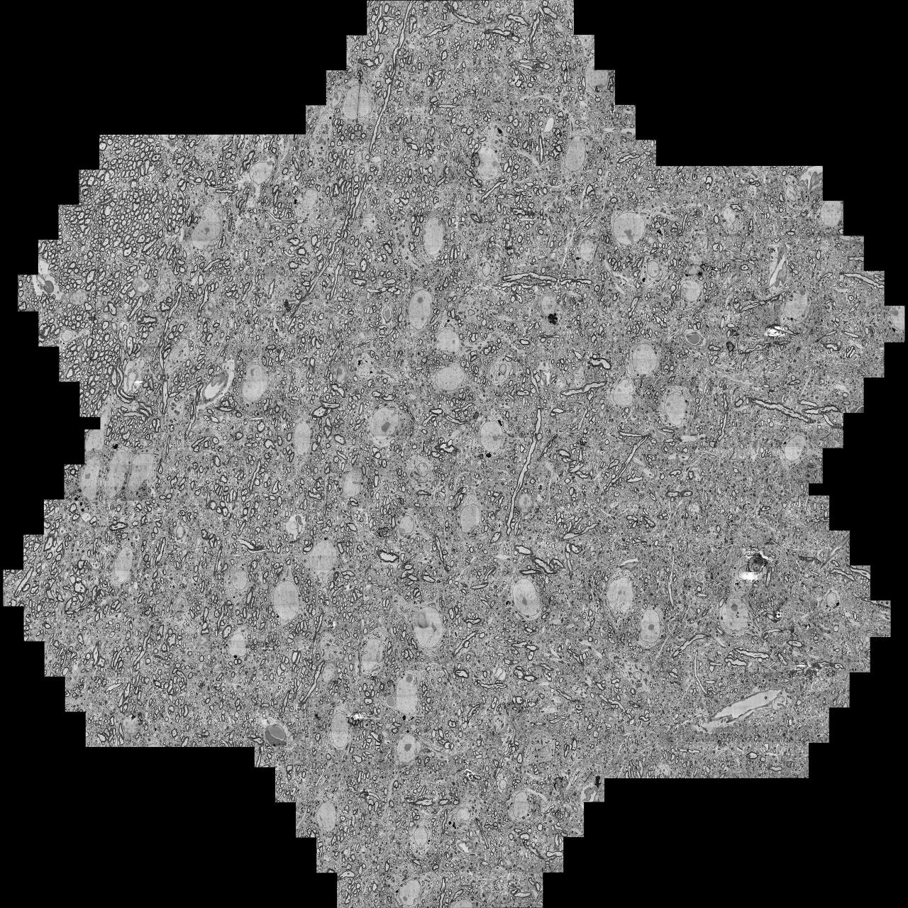 Volume EM with Multibeam Array Tomography