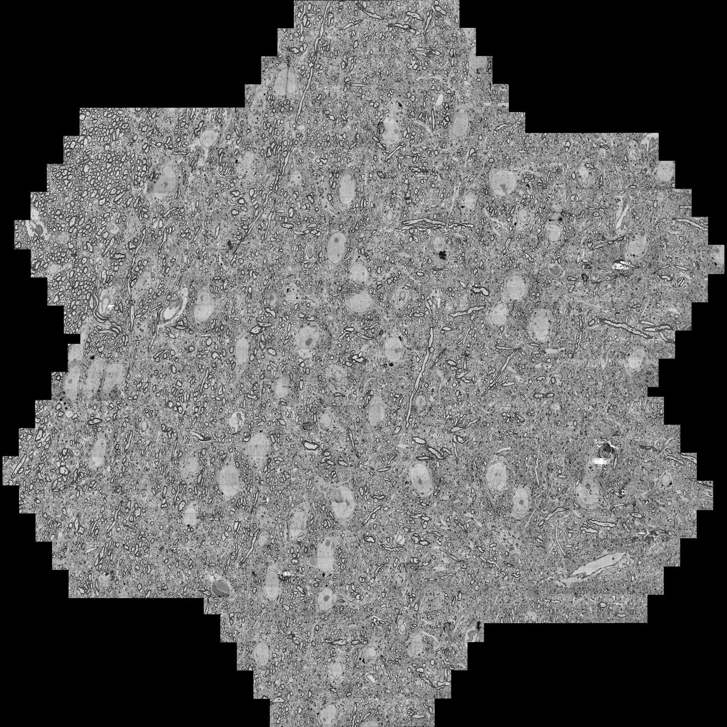Volume EM with Multibeam Array Tomography
