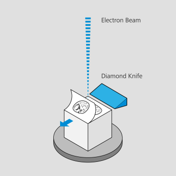 Volume EM with Serial Block-Face Scanning Electron Microscopy