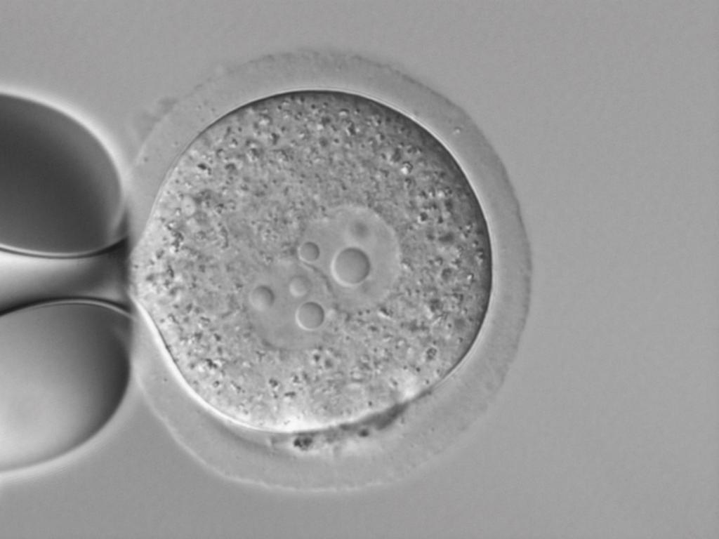 embryo under microscope