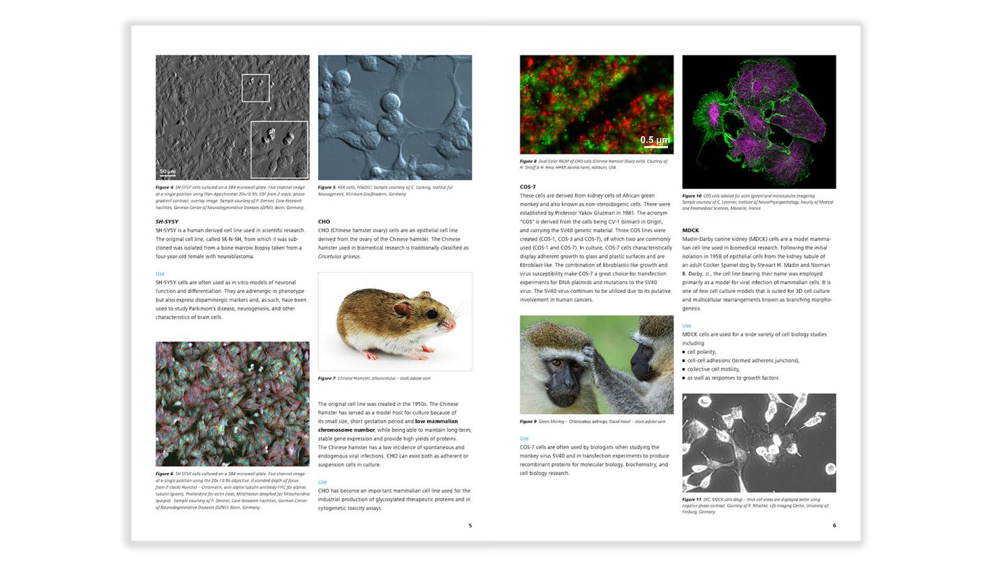 The Most Commonly Used Immortal Cell Lines | Application Note