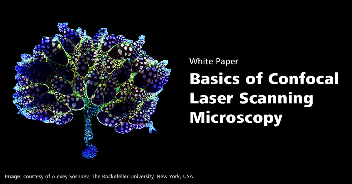 Basics of Confocal Laser Scanning Microscopy | White Paper