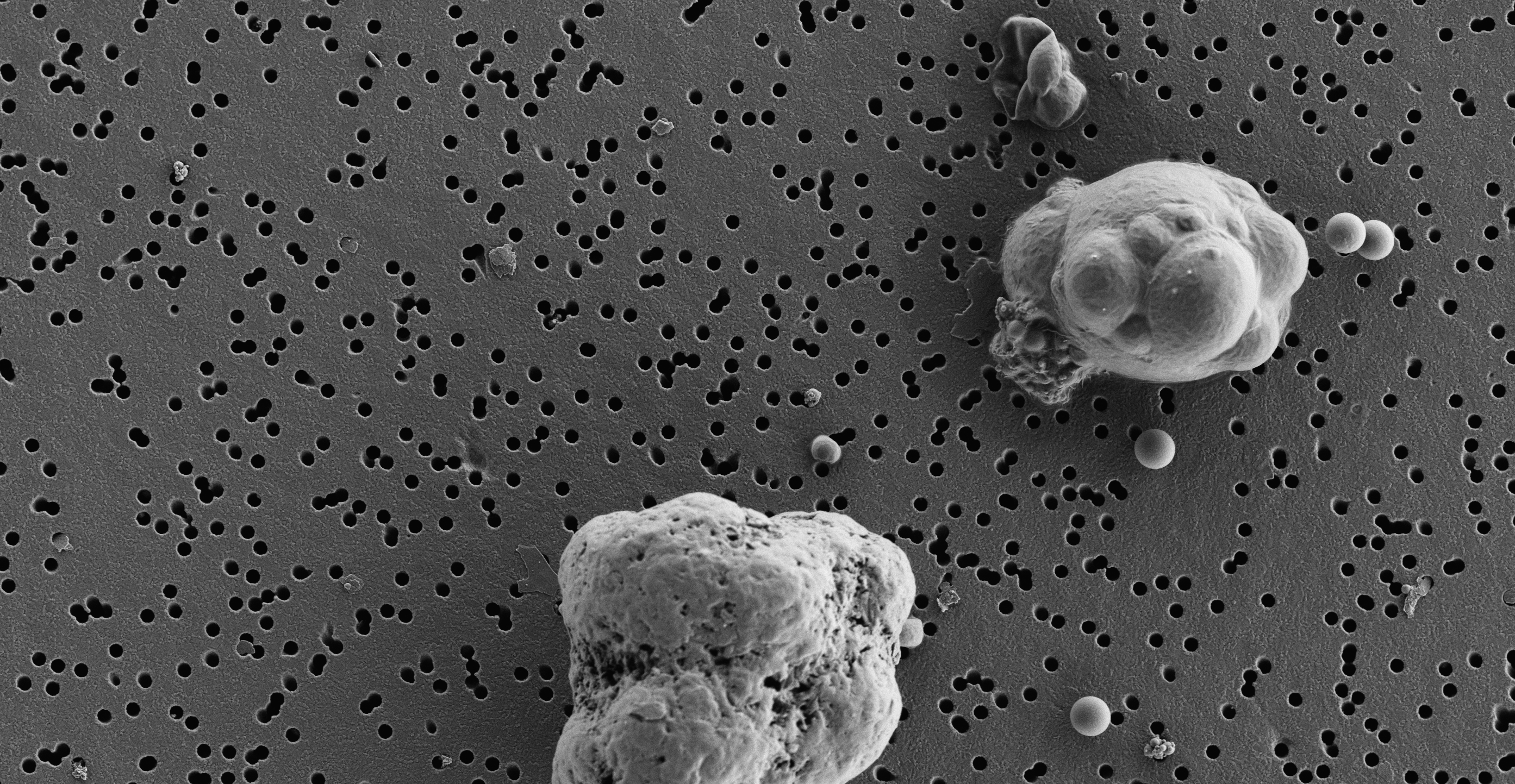 Analyze Microplastics and Nanoplastics | Imaging Solutions from ZEISS