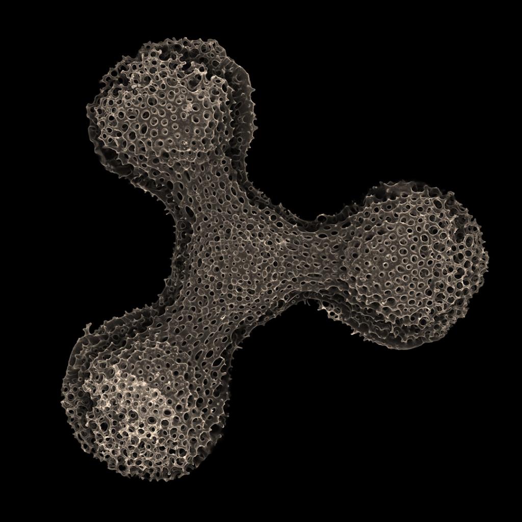 zeiss microscopy competition