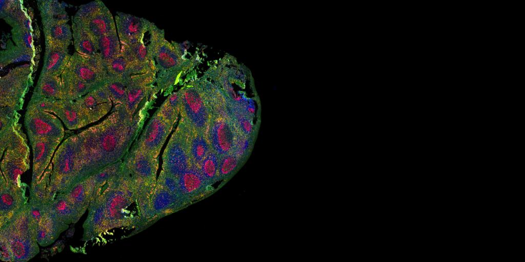 ZEISS Viluma: Multicolor LED light sources for widefield fluorescence ...