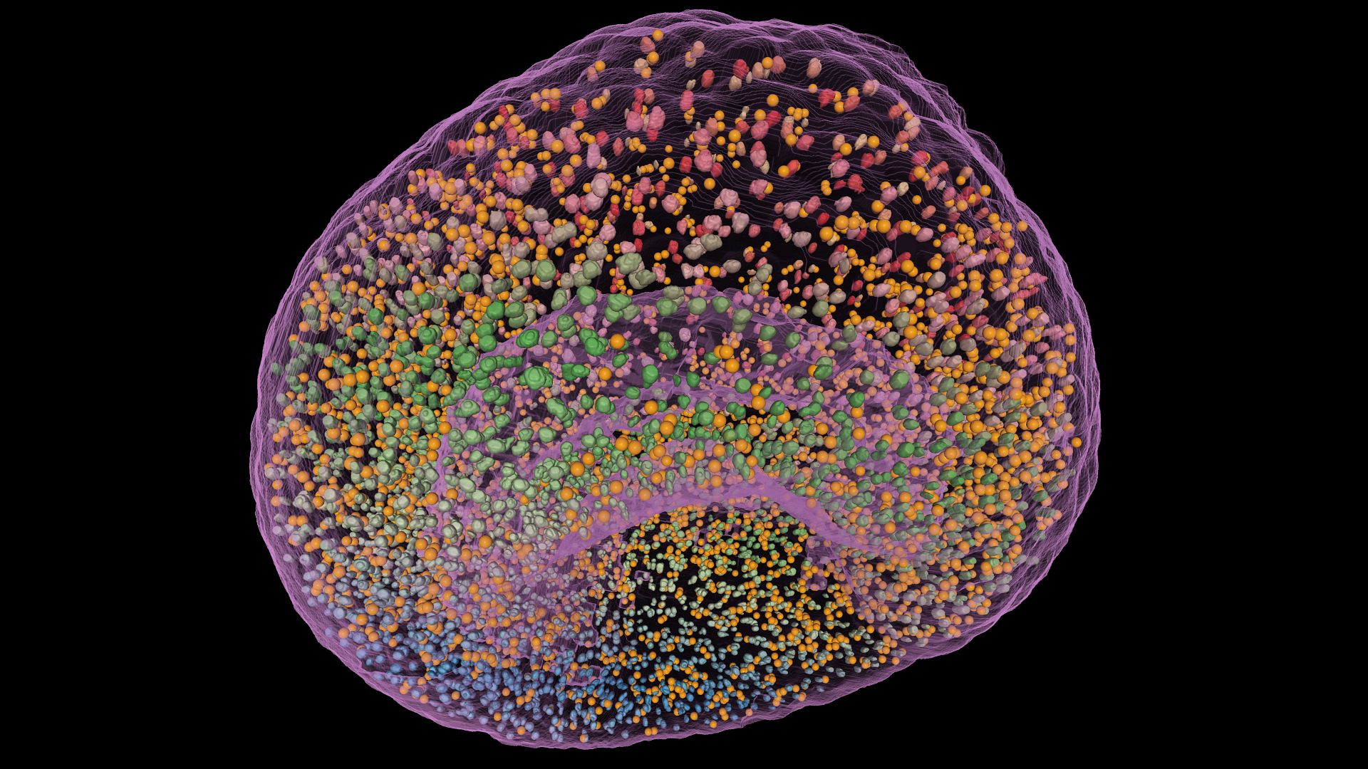 ZEISS AI Microscopy Solutions for Smarter Imaging