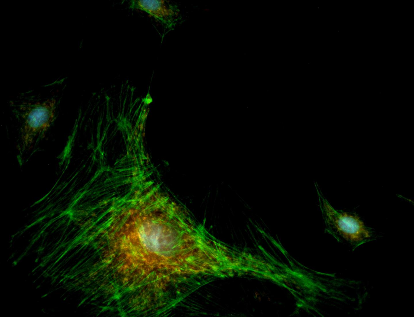 ZEISS Axiocam 203 mono - Your 3 MP microscope fluorescence camera
