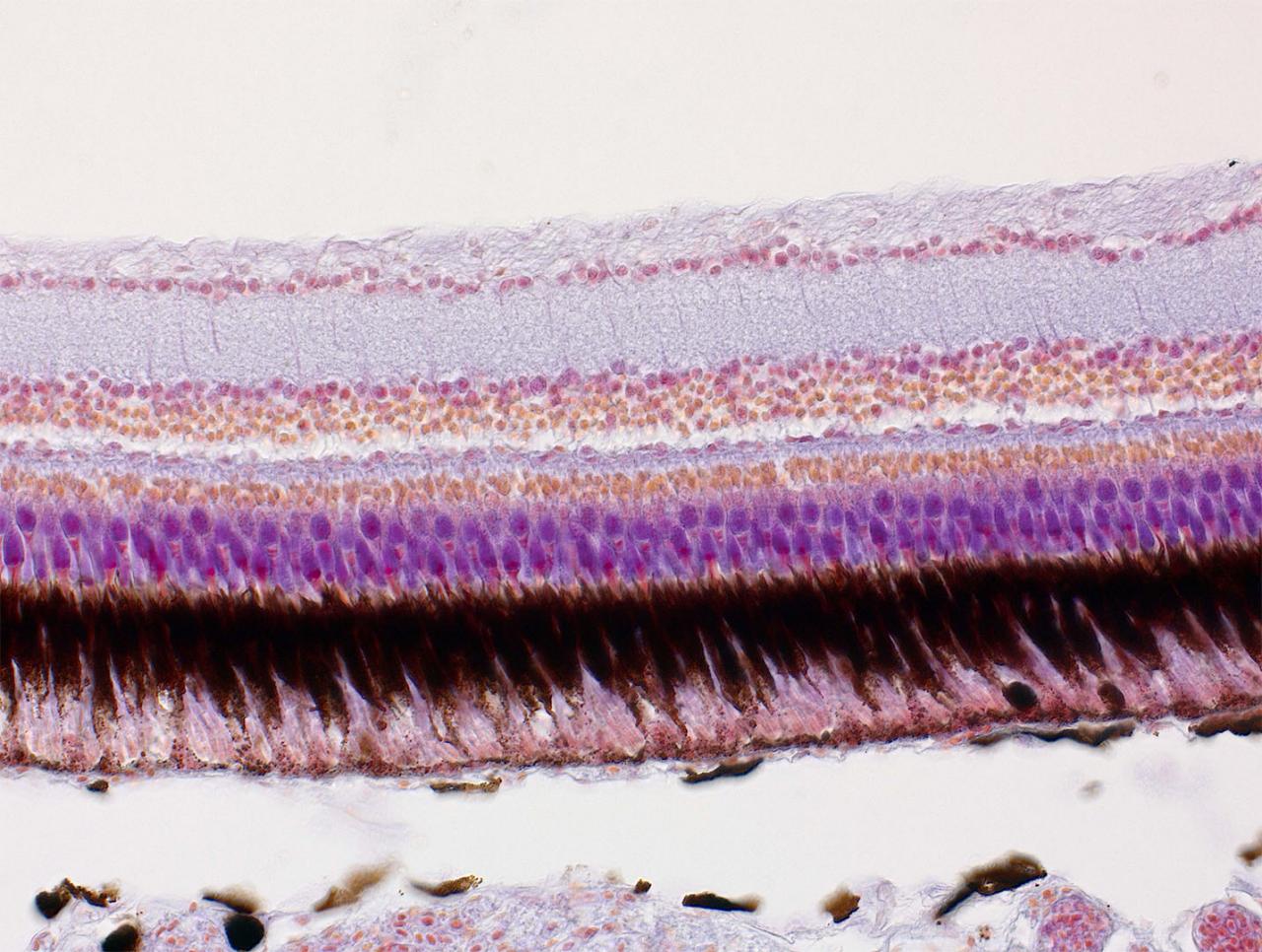 ZEISS Axiocam 212 color - Your smart 12 MP microscope camera