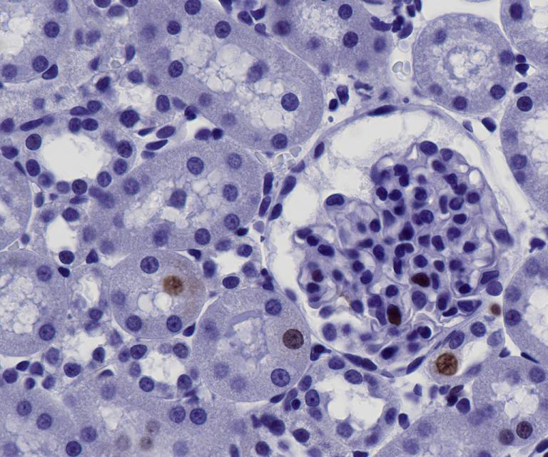 ZEISS Axiocam 705 color