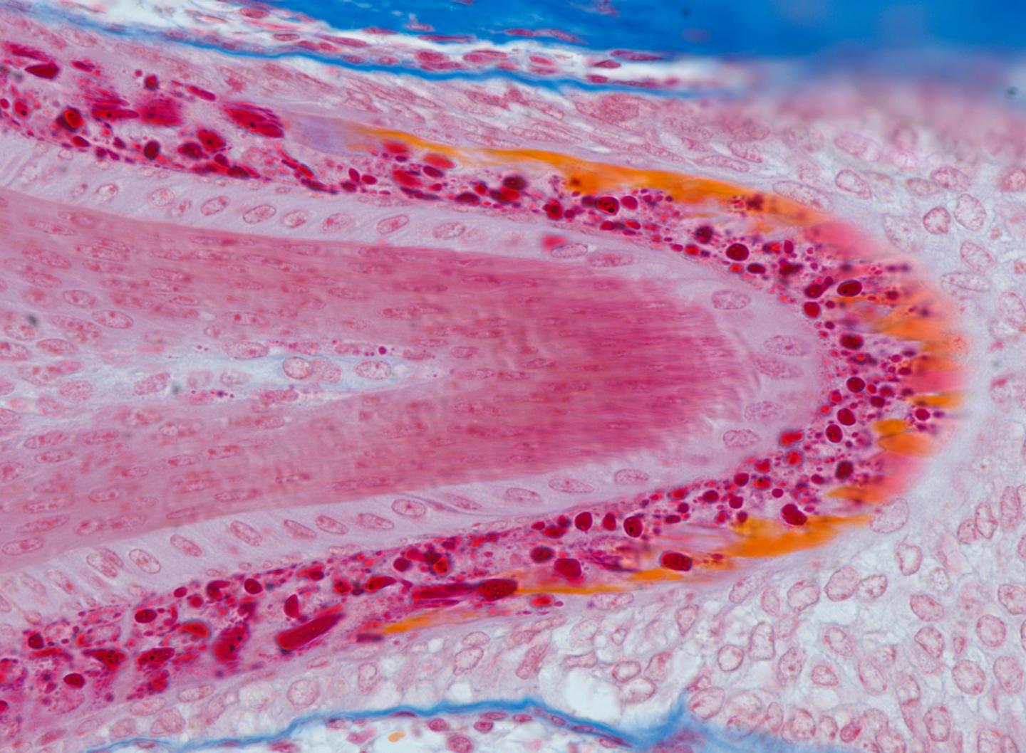 ZEISS Axiocam 712 color