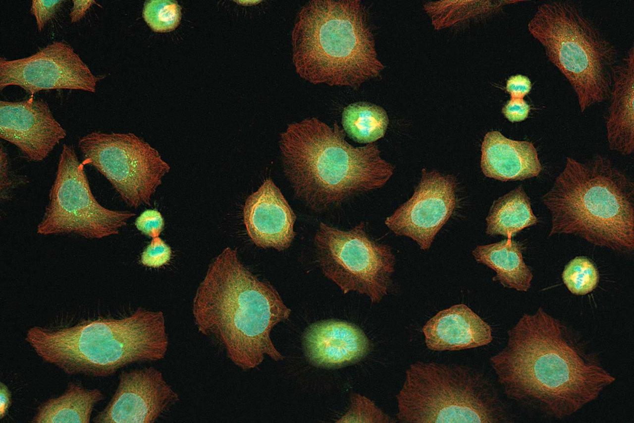 ZEISS Axiocam 807 mono: Fast Microscope Camera for Live Cell Imaging ...