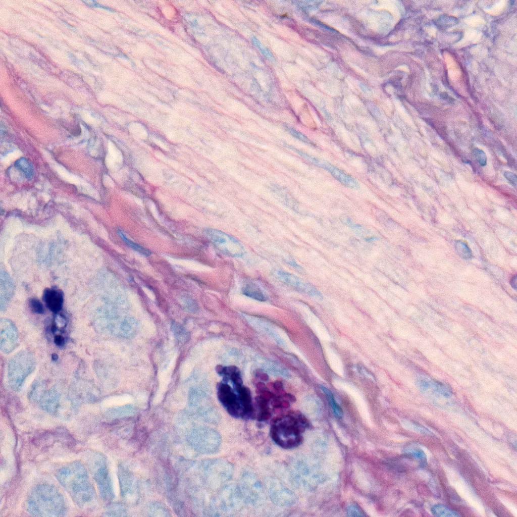 ZEISS Axiocam 820 color: Sensitive Camera for Demanding, True Color ...