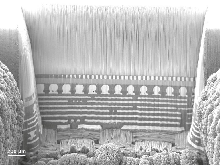 Crossbeam Family | ZEISS