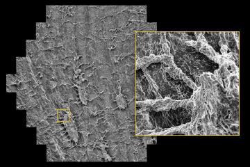 ZEISS MultiSEM: The World’s Fastest Scanning Electron Microscope