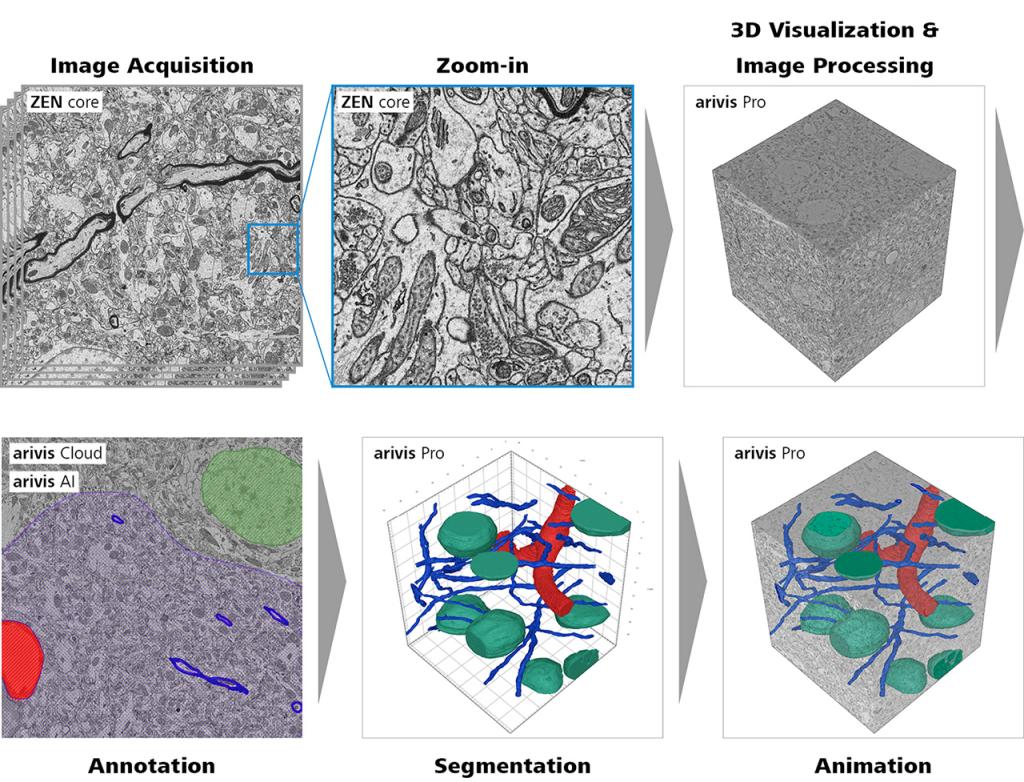 ZEISS Volutome: In-Chamber Ultramicrotome for Serial Block-Face SEM