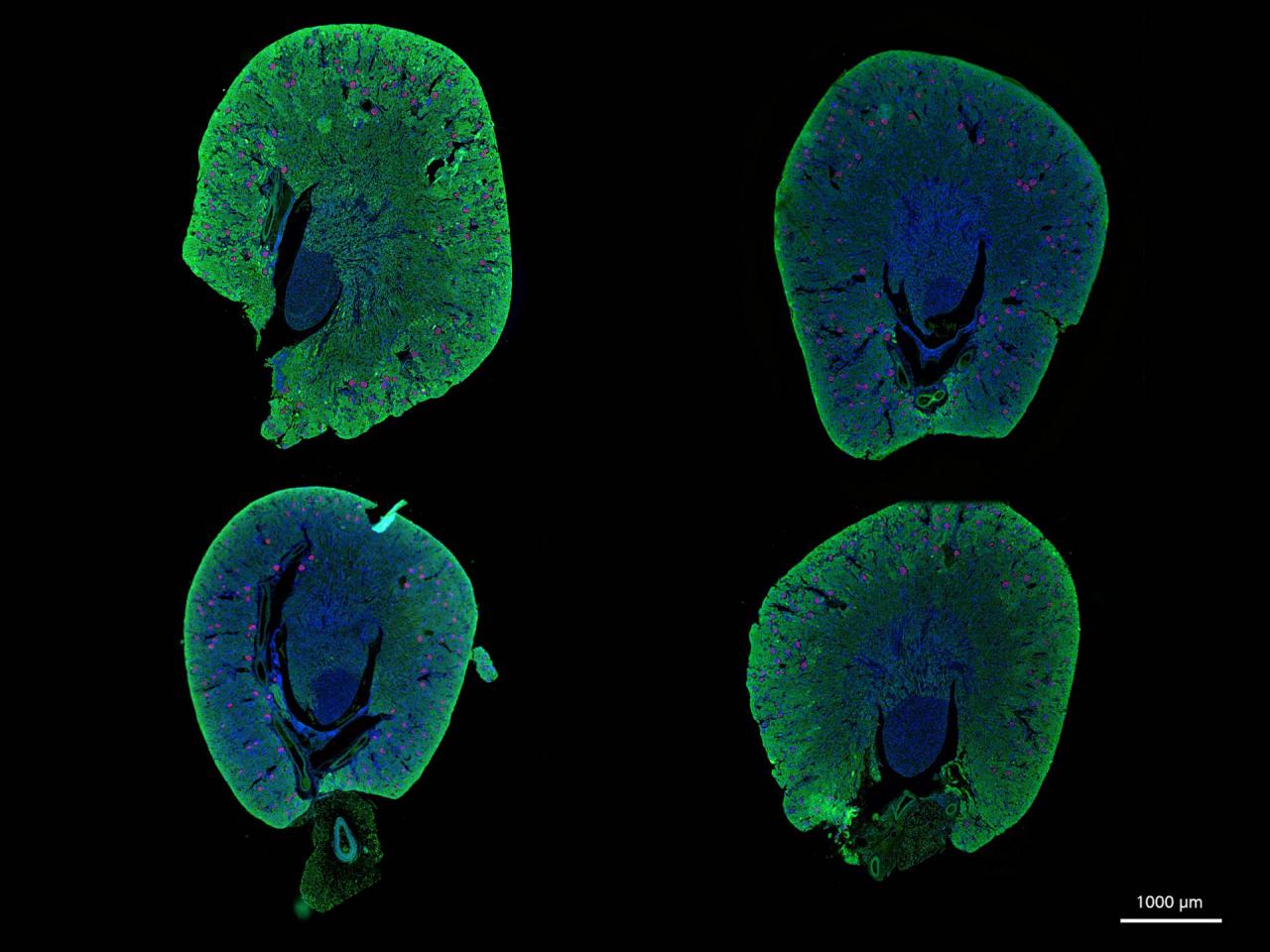 ZEISS Digital Slide Scanner Axioscan 7