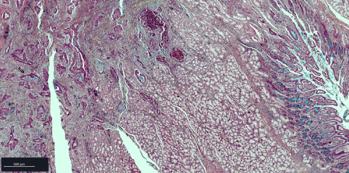 ZEISS digitaler Slide-Scanner Axioscan 7