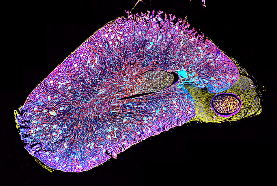 ZEISS Microscopy Spatial Biology Solutions