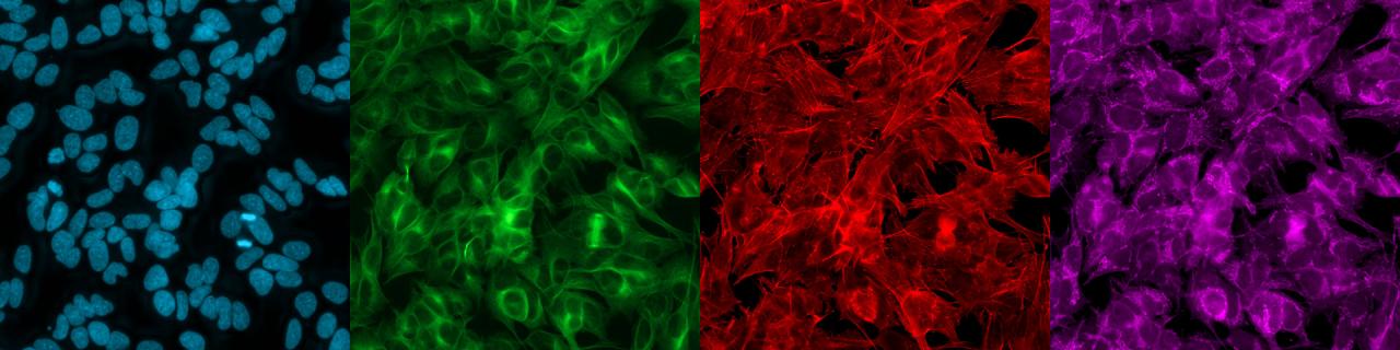 ZEISS Celldiscoverer 7 - Automated Live Cell Imaging