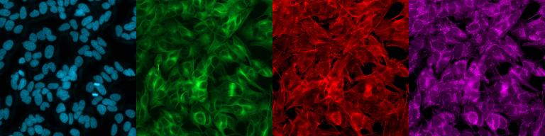 ZEISS Celldiscoverer 7 - Automated Live Cell Imaging