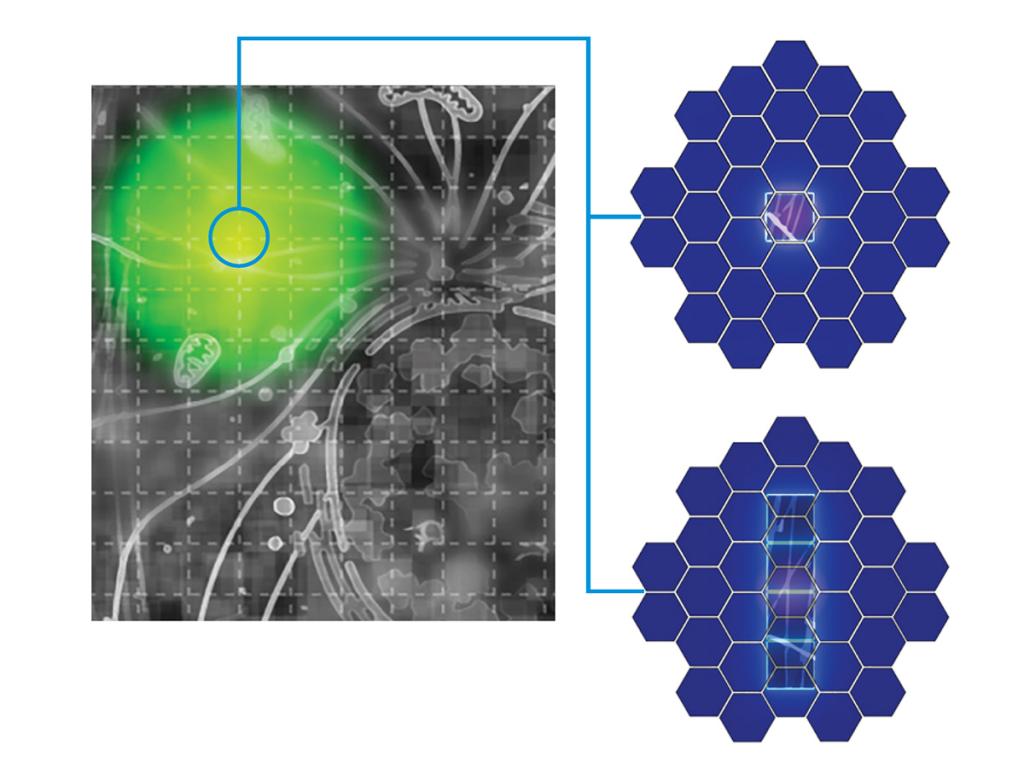 ZEISS Airyscan | Super-resolution imaging and molecular measurements