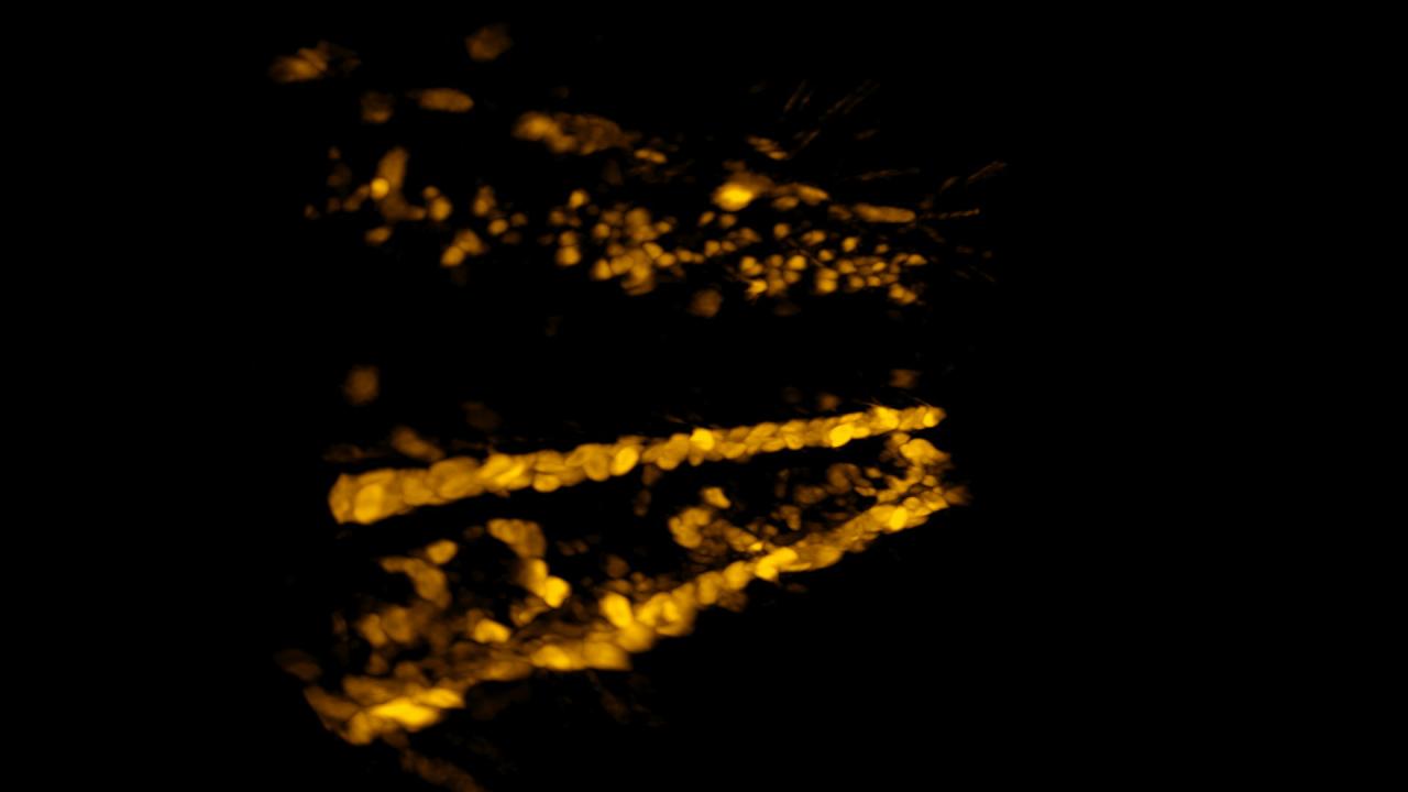 ZEISS LSM Lightfield 4D | High-speed Light-Field Microscopy