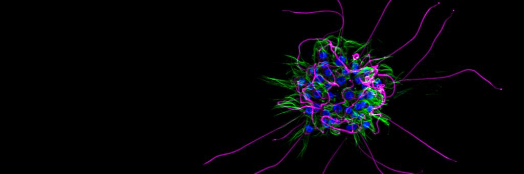 ZEISS Confocal Laser Scanning Microscopes