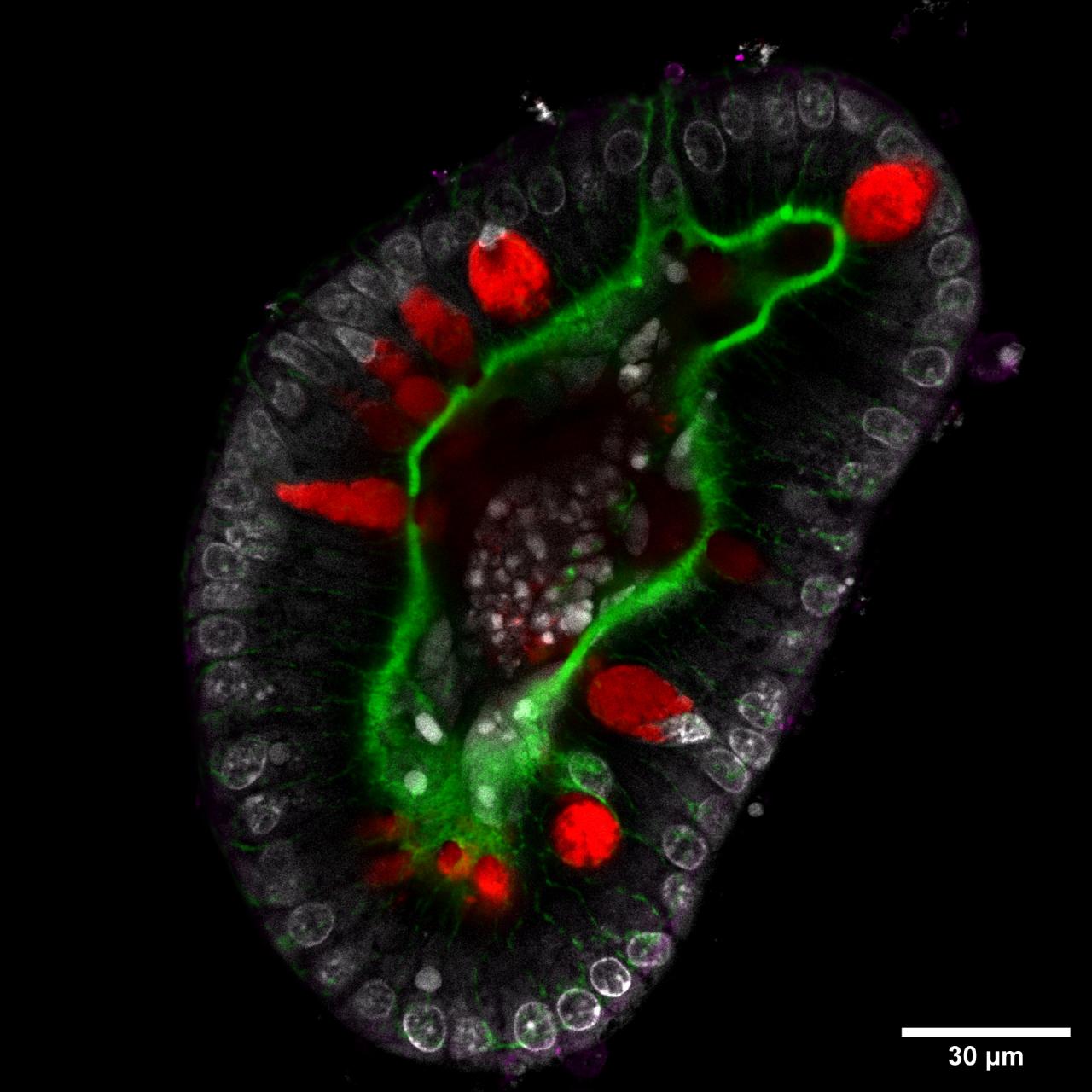 ZEISS LSM 990 | Confocal microscope for top-class multimodal imaging