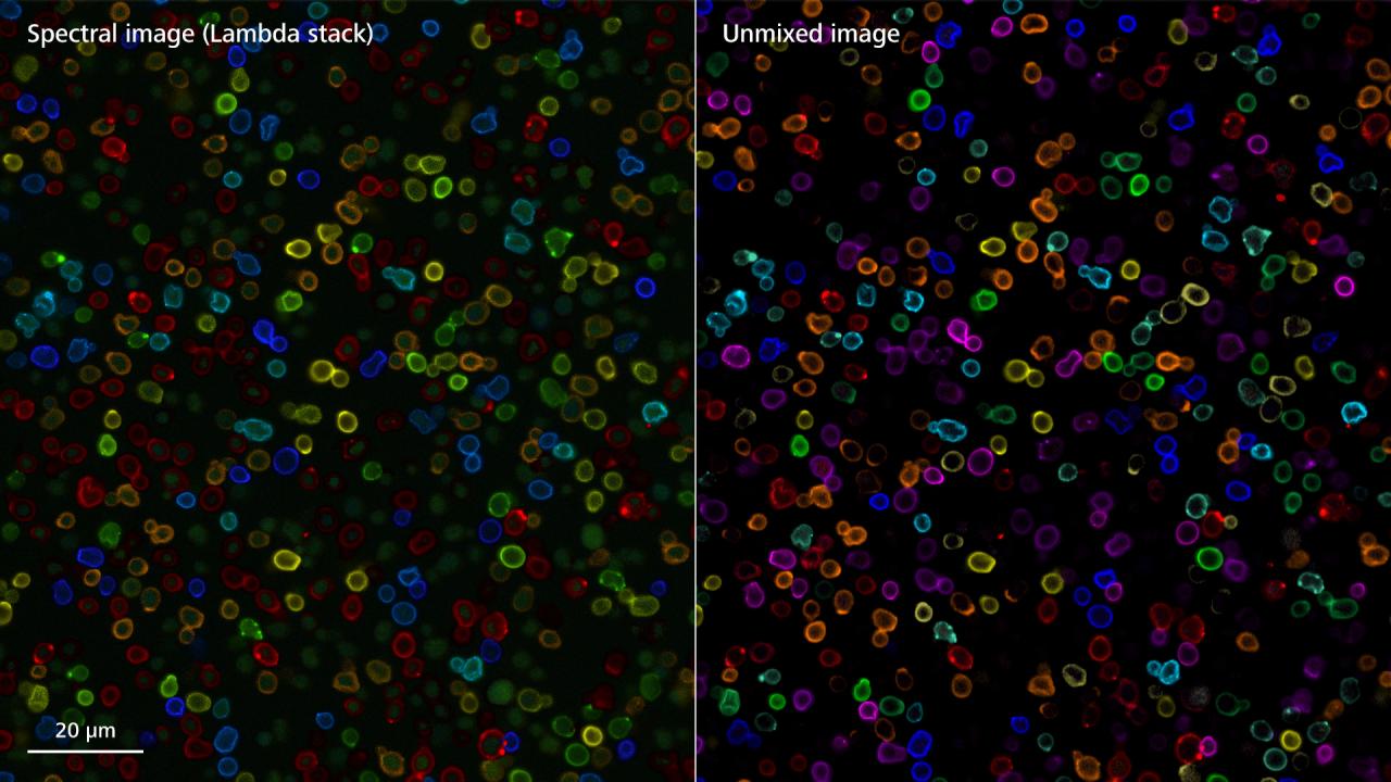 ZEISS LSM Spectral Multiplex | Multi-fluorescence imaging
