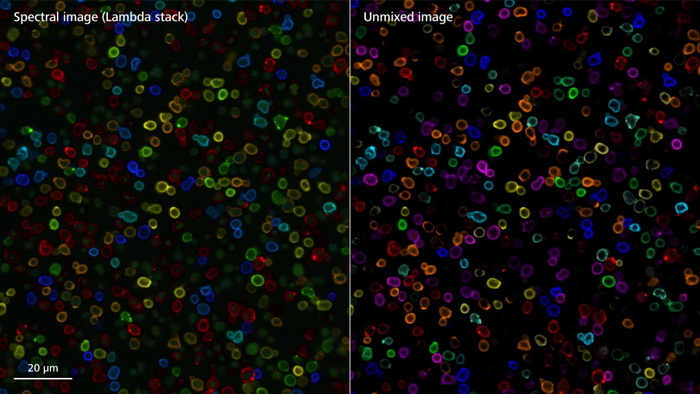 ZEISS LSM Spectral Multiplex | Multi-fluorescence imaging