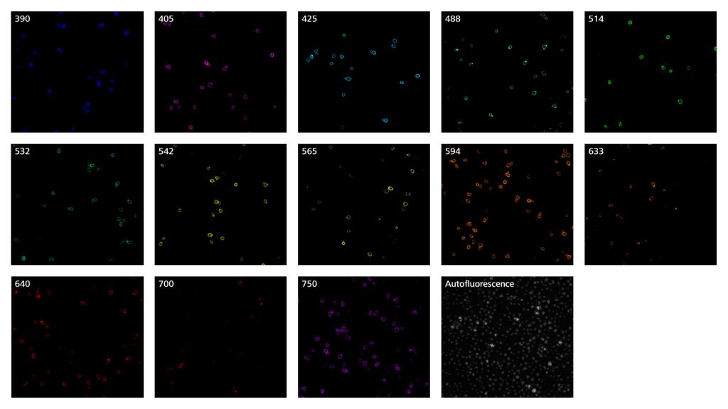 ZEISS LSM Spectral Multiplex | Multi-fluorescence imaging