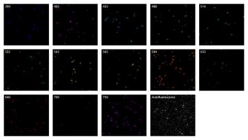 ZEISS LSM Spectral Multiplex | Multi-fluorescence imaging
