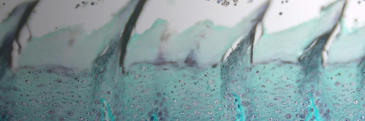 Widefield Microscopes