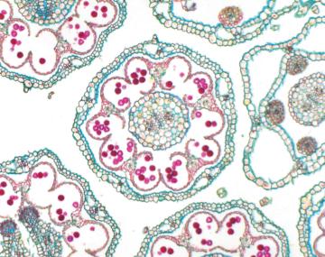 ZEISS Axio Zoom.V16 for Biology