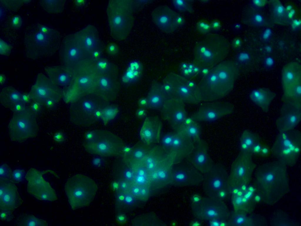 ZEISS Axio Zoom.V16 for Biology